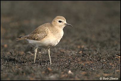 Bob Steele Photography - Mountain Plover (Charadrius montanus)