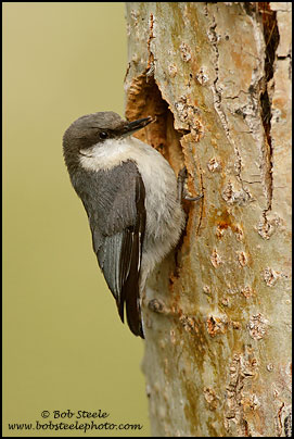 Pygmy Nuthatch (Sitta pygmaea)
