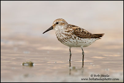 Bob Steele Photography - Western Sandpiper (Calidris mauri) Photo